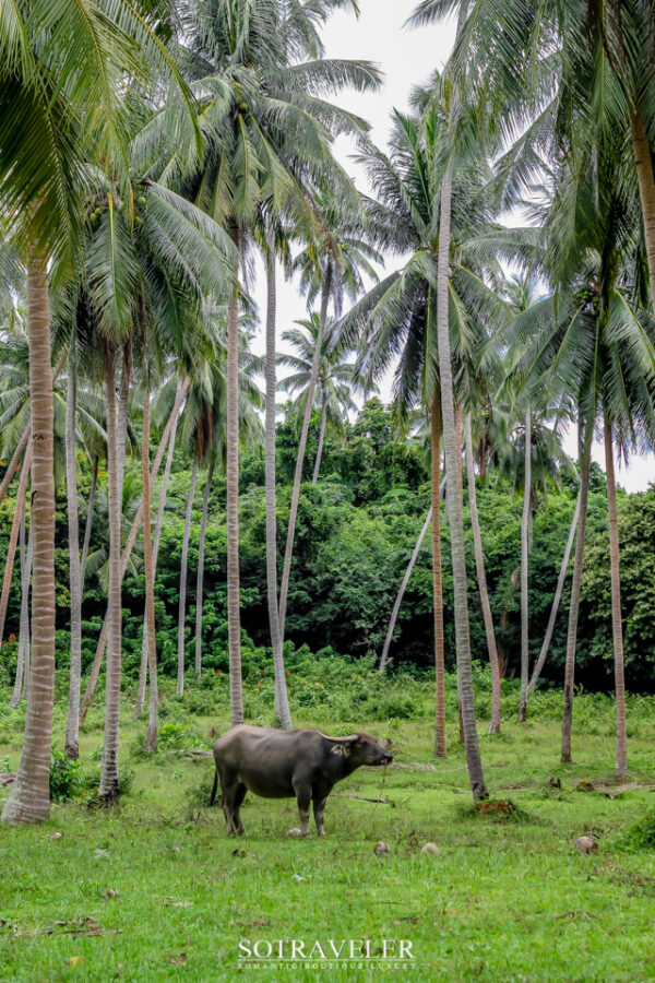 Global Day of Discovery : Renaissance Koh Samui Resort and Spa ...
